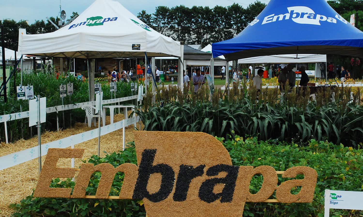 Bolsonaro ataca agricultura brasileira: cortes na Embrapa chegam a 45% ...